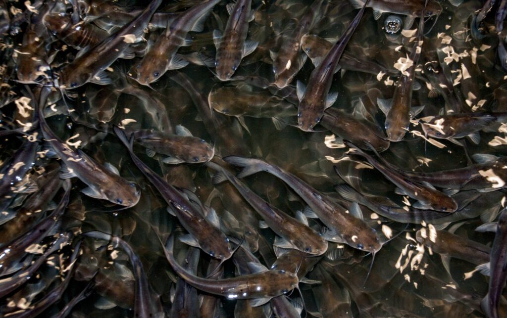 Fingerlings- Catfish – Wuni Bio-Farms